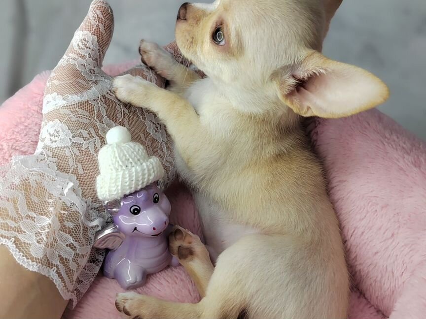 Абрикосовый Антошка