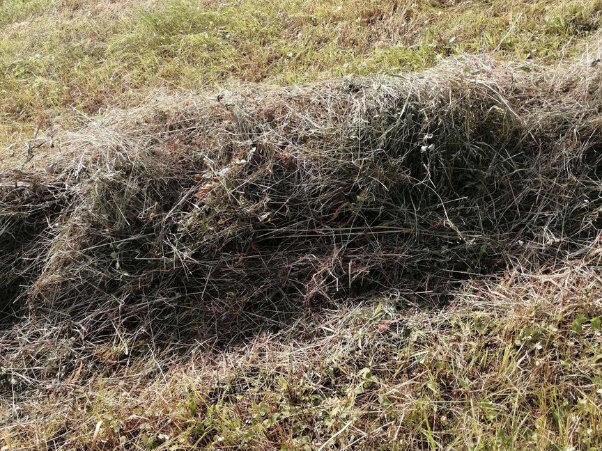 Сено в брикетах