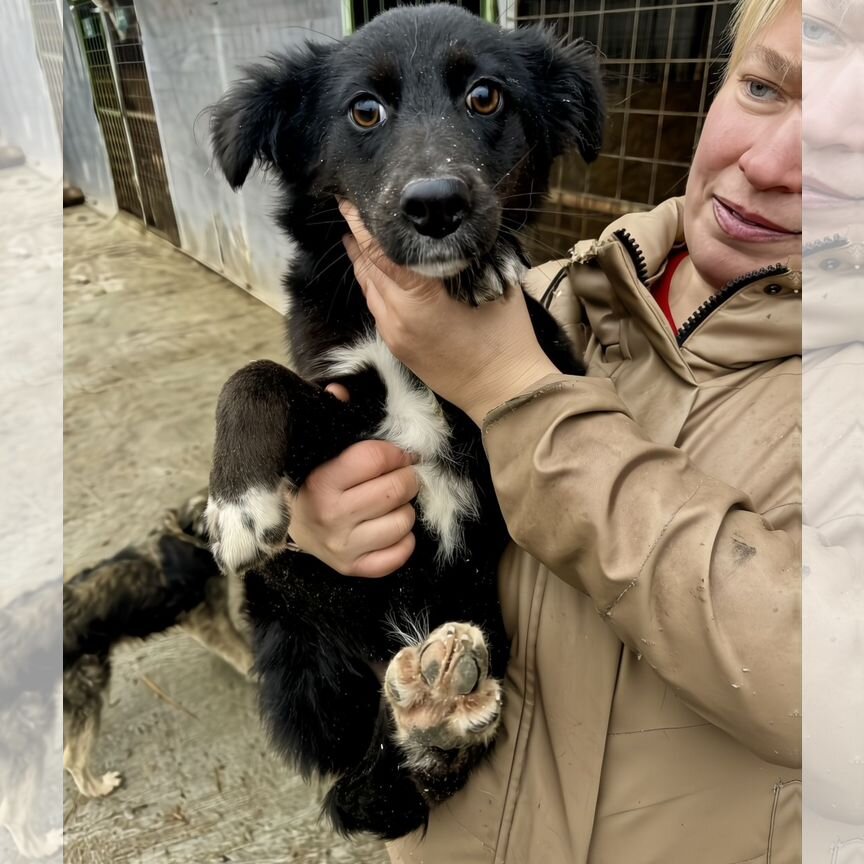 Взрослая собака в добрые руки