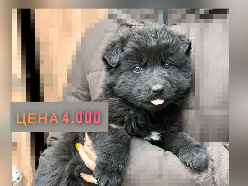 Немецкая овчарка,щенок