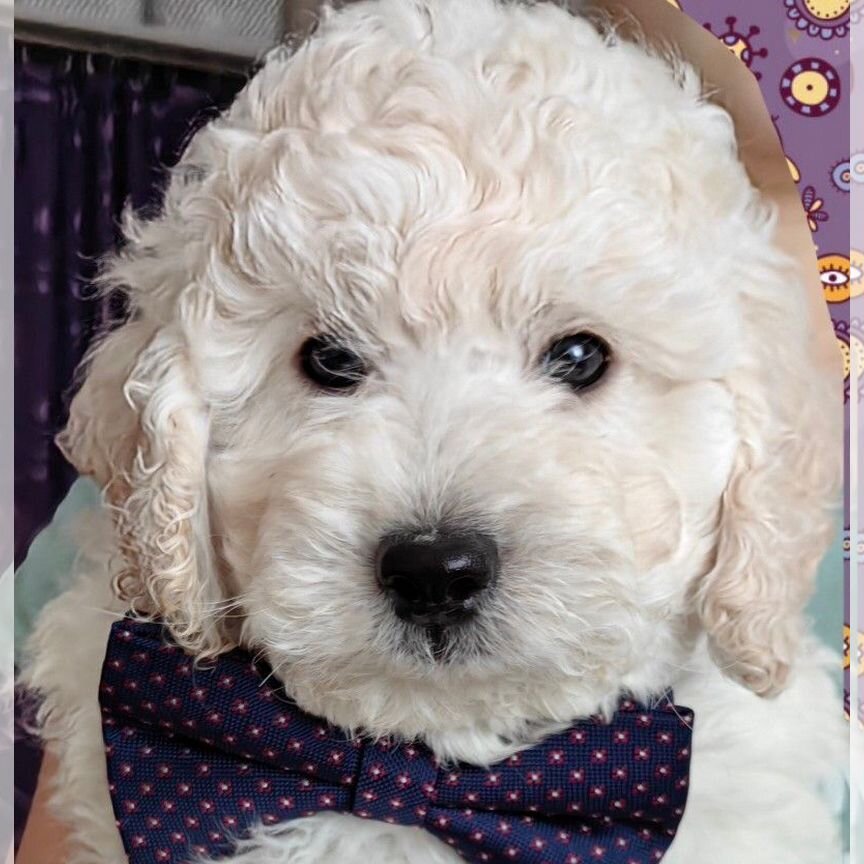 Пудель, щенок