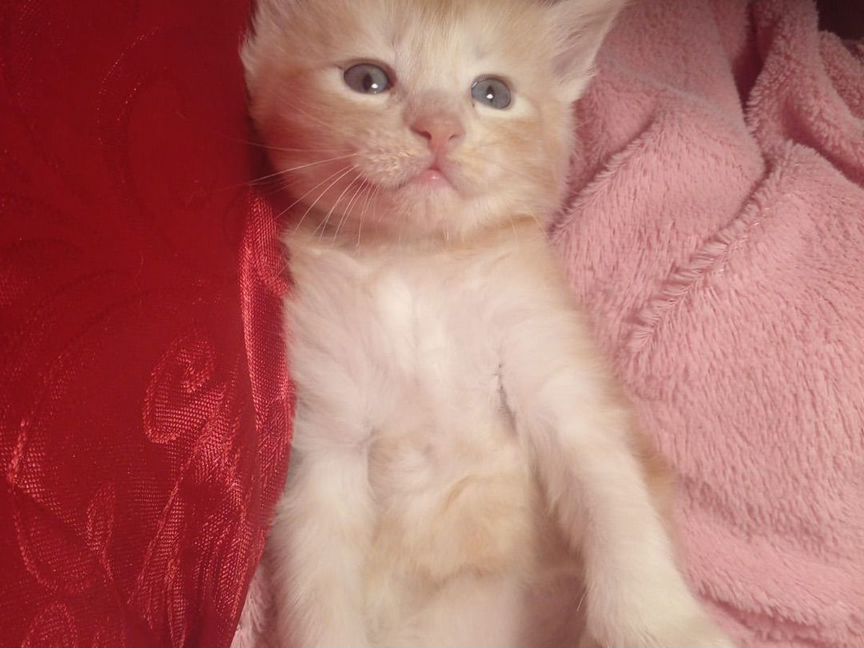 Котята мейн-кун