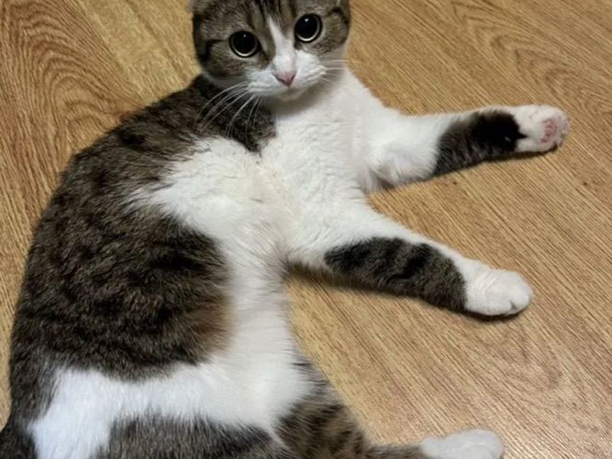 Британская