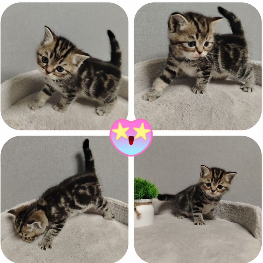 Шотландский прямоухий короткошёрстный котёнок