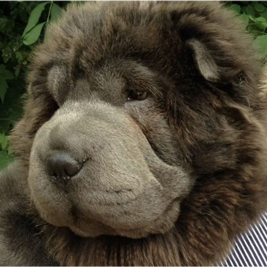 Шарпей, щенок