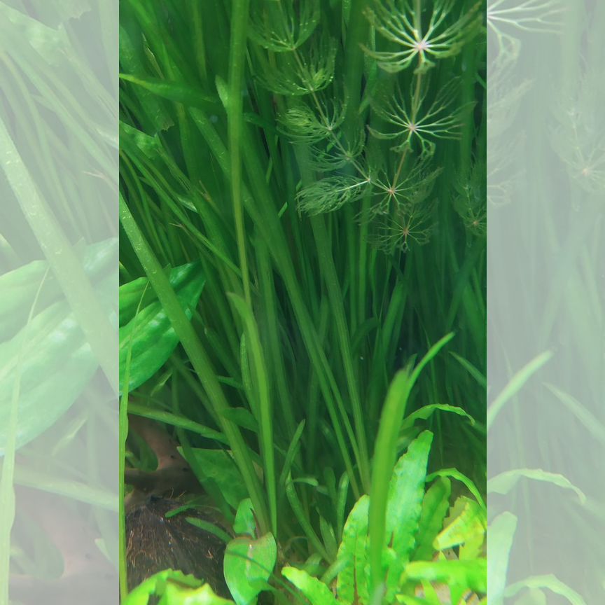 Аквариумная прополка