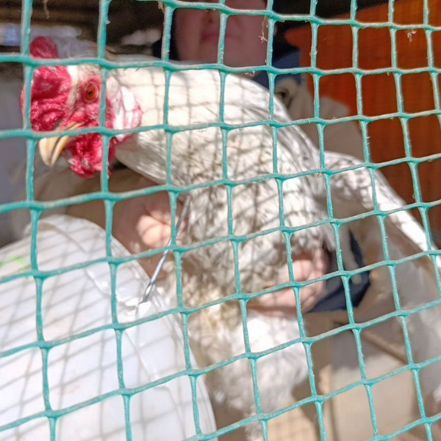 Домашняя птица куры