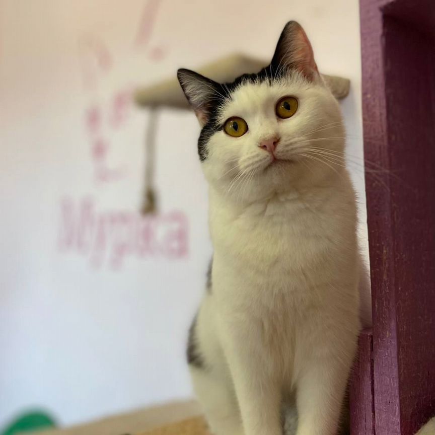 Активная Забава (из приюта)