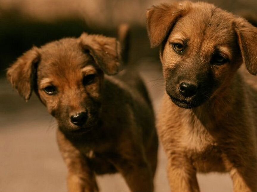 Маленькая собака в дар