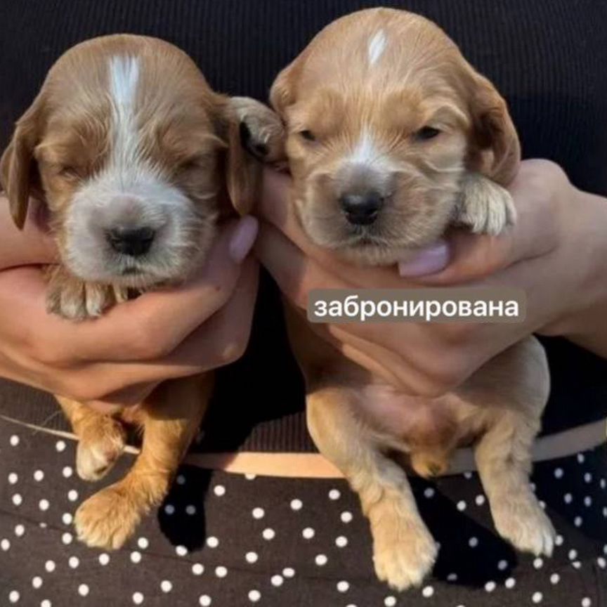 Английский кокер спаниель щенки