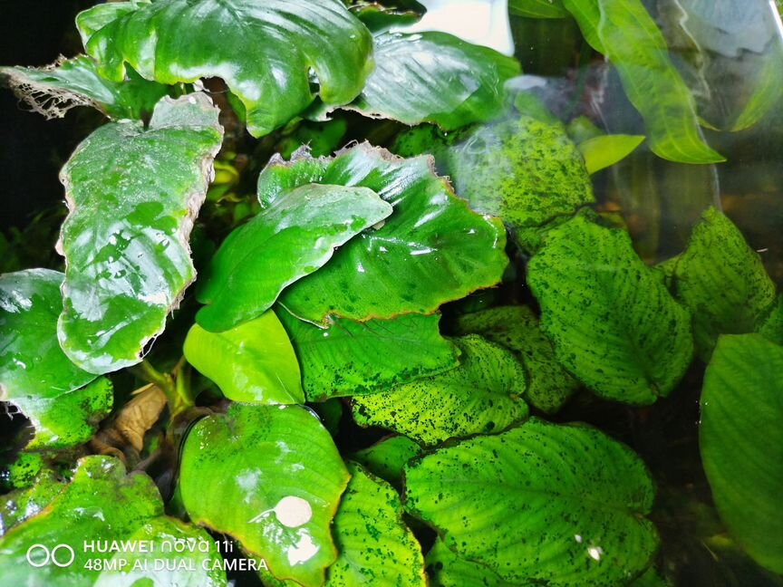 Аквариумные растения прополка