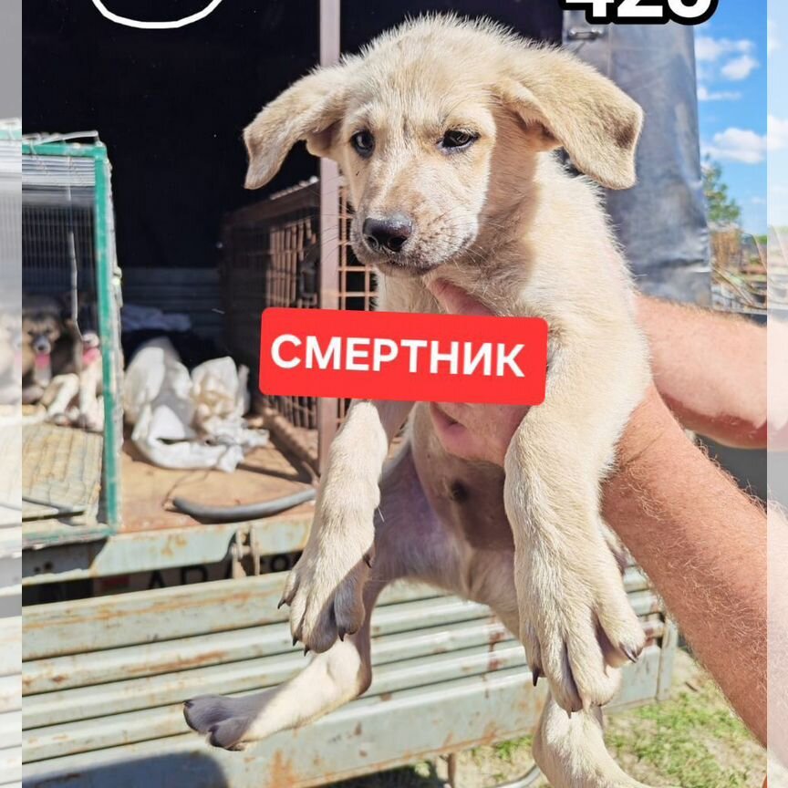 Щенок в добрые руки