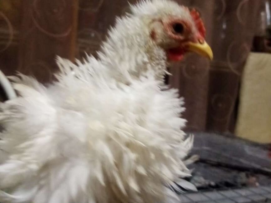 Семья Турецкая султанка 1+1,Павлавские Цыплята