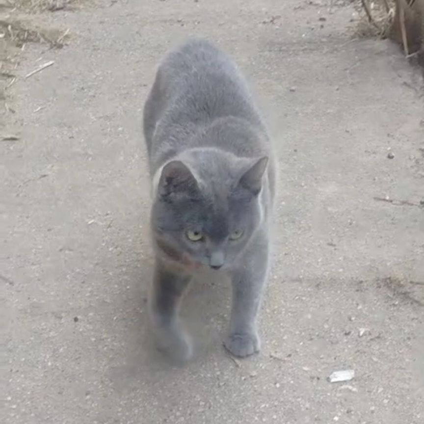 Котенок в добрые руки