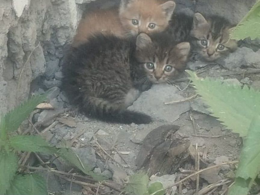 Ищем дом милейшим котятам