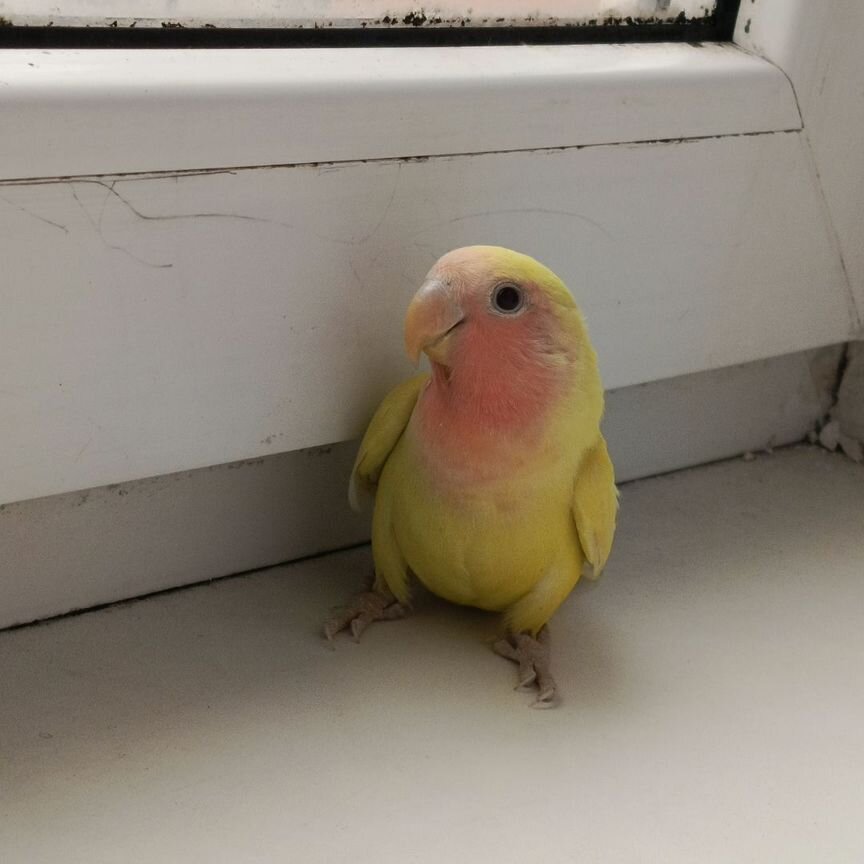 Попугаи,неразлучники с клеткой