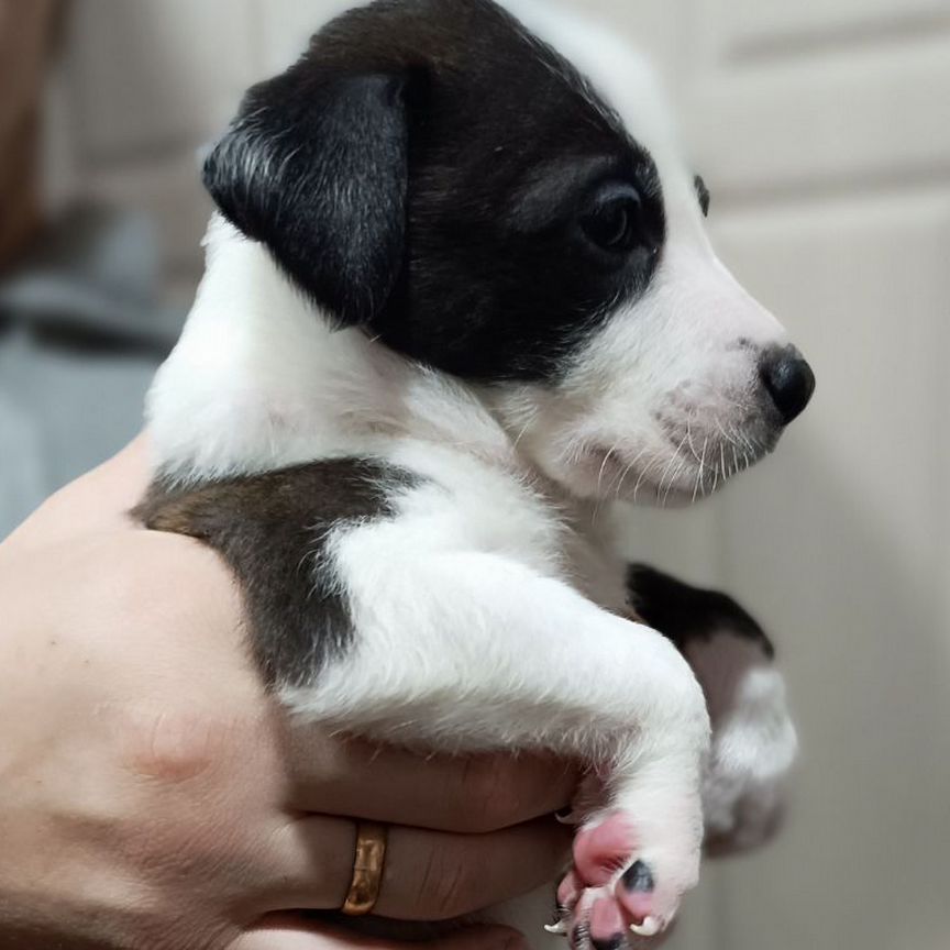 Американский питбультерьер, щенок