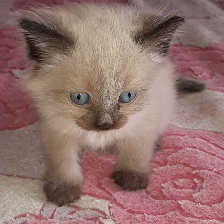 Русский голубой котёнок