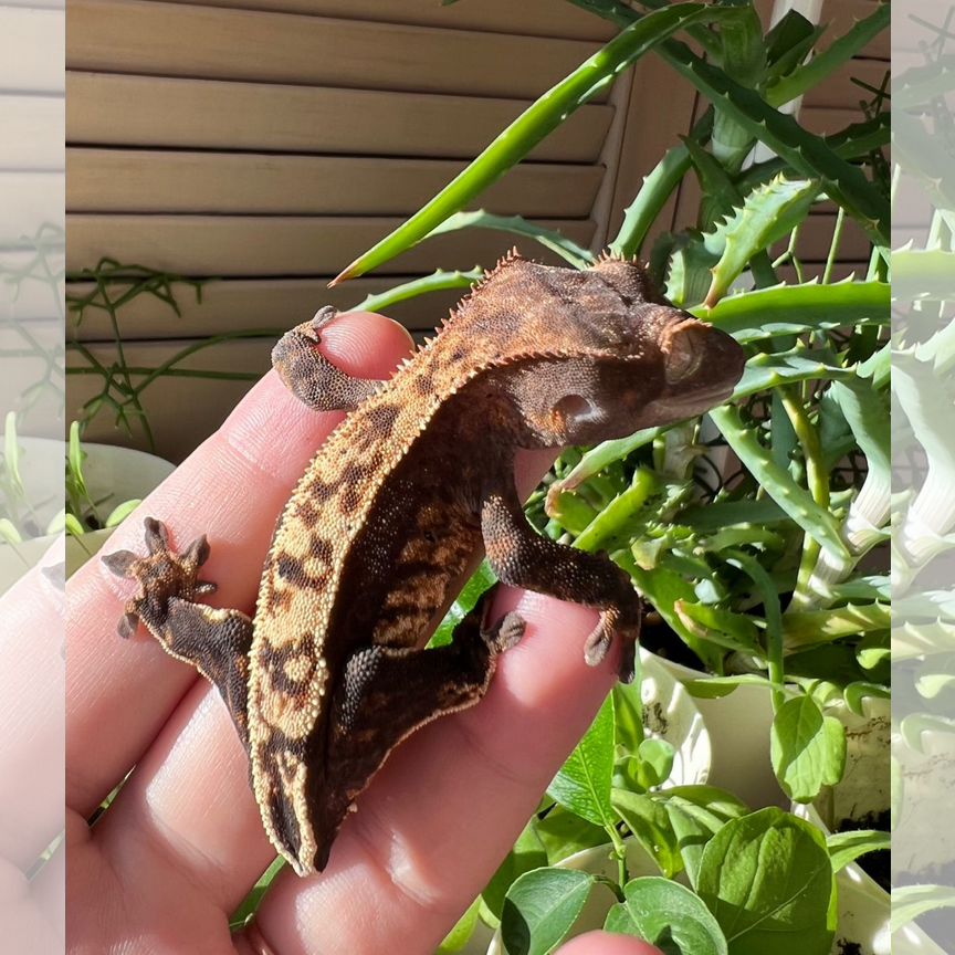 Геккон реснитчатый бананоед