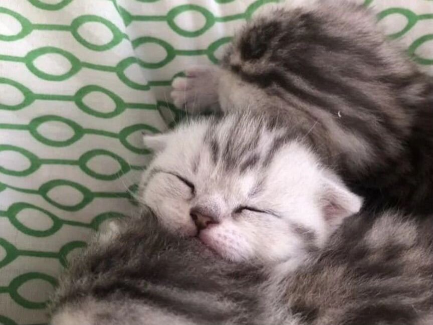 Шотландские вислоухие котята