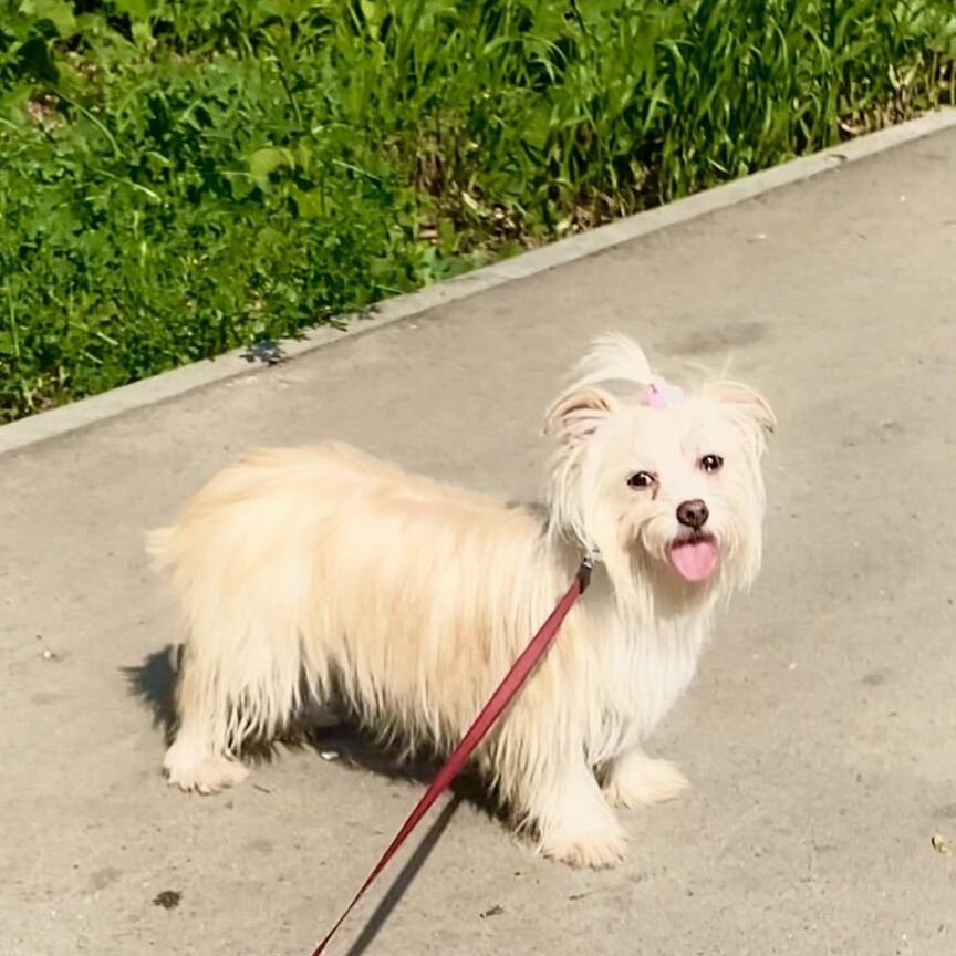 Замечательная мини девочка