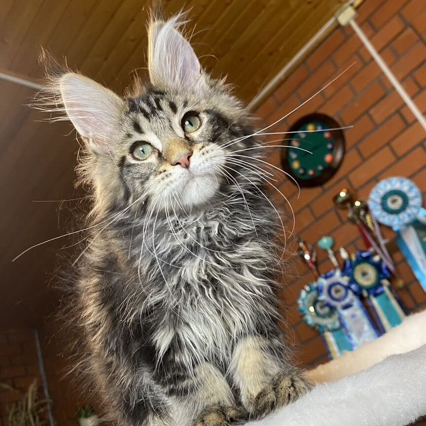 Мейн-кун шикарный мальчишка