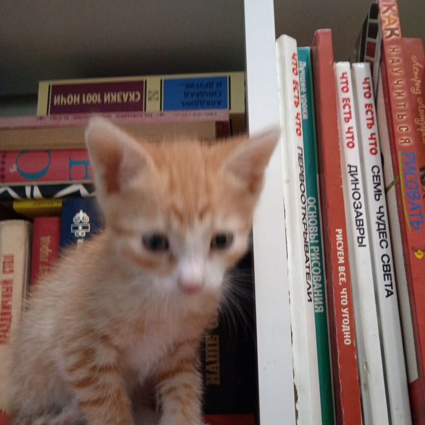 Отдаю в добрые руки котенок