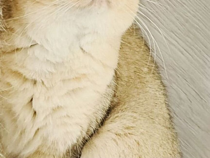 Британский котик