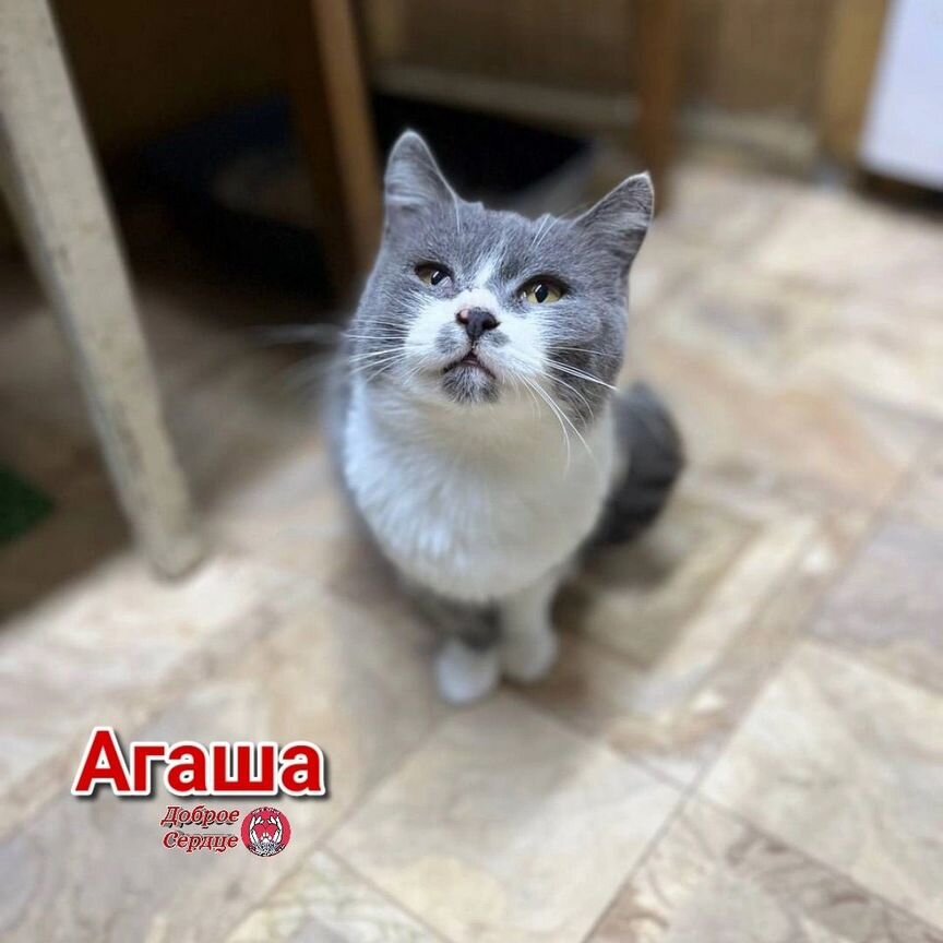 Кошечка в добрые руки