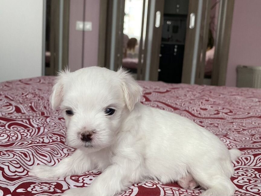 Мальтийская болонка