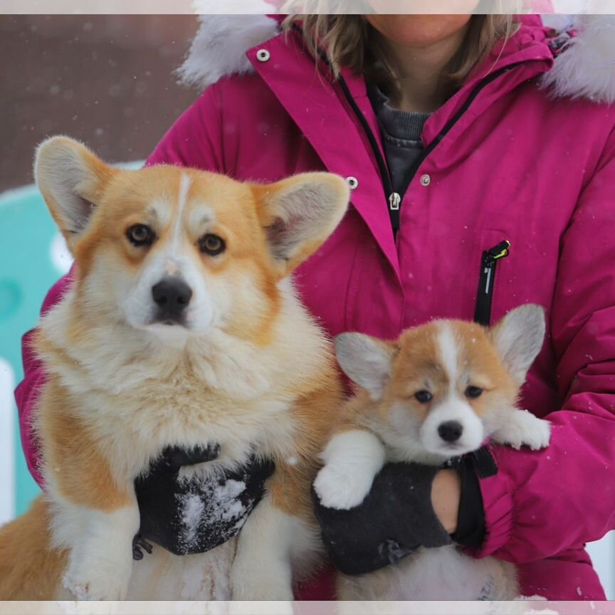 Вельш Корги Пемброк, щенок