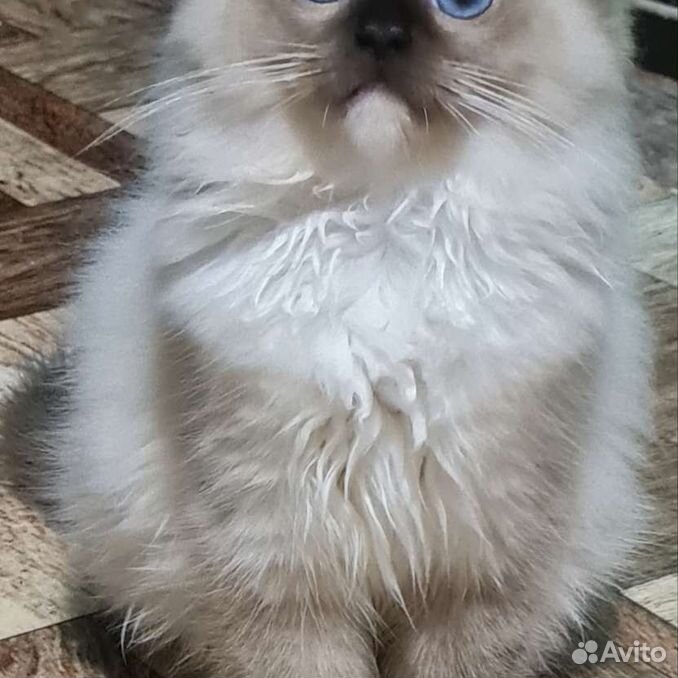 Регдолл малышка мимимишка
