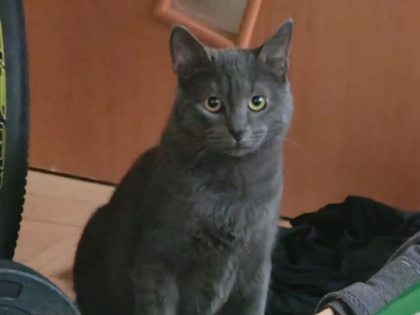 Котик Филипп