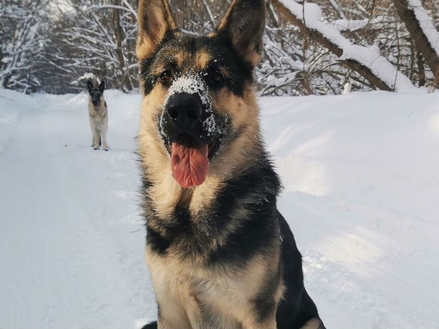 Восточноевропейская овчарка кобель, 1,5 года