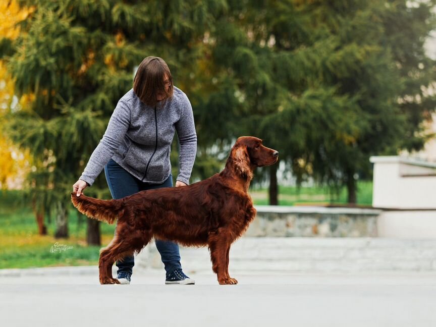 Сеттер
