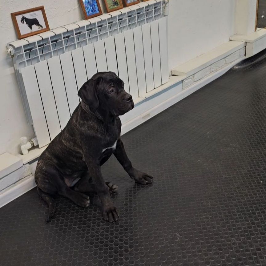 Тигровая кане корсо