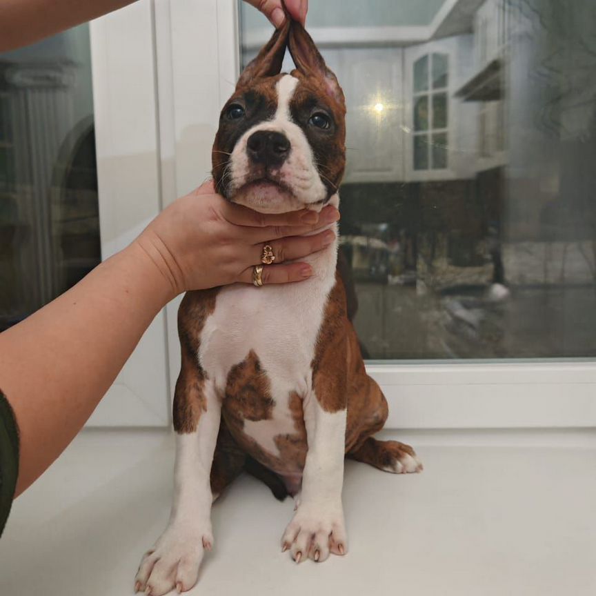 Щенки амстаффа мальчики