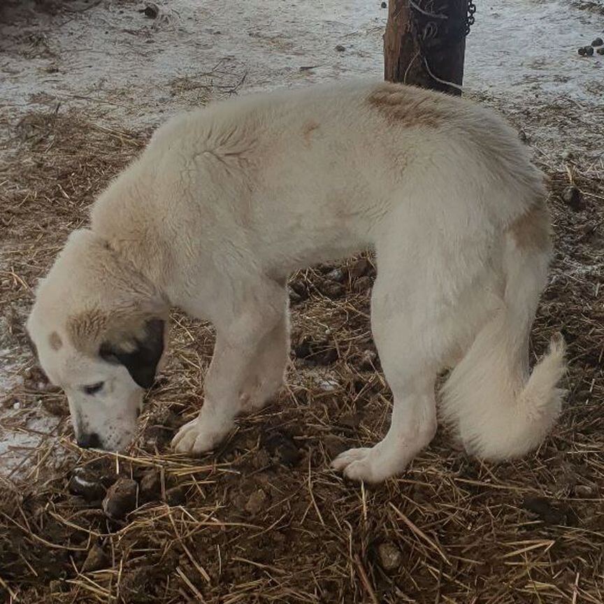 Бурят-монгольский волкодав, щенок