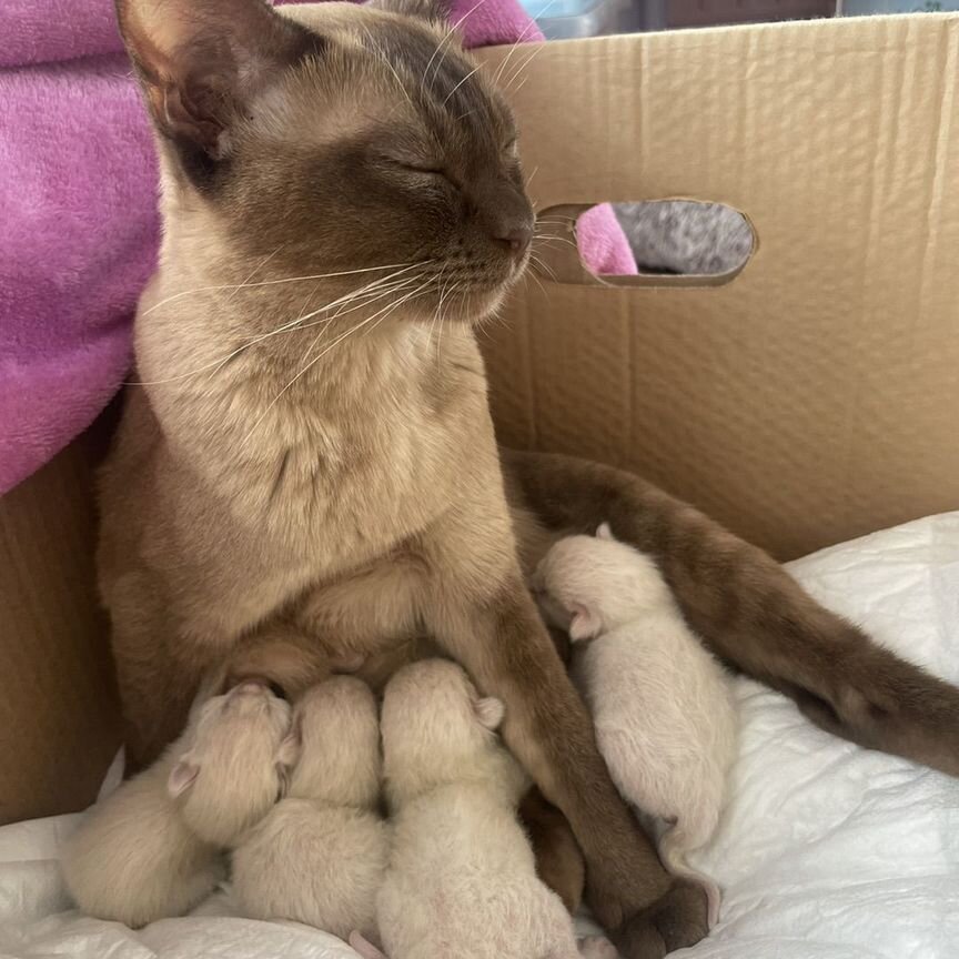 Бурманские котята