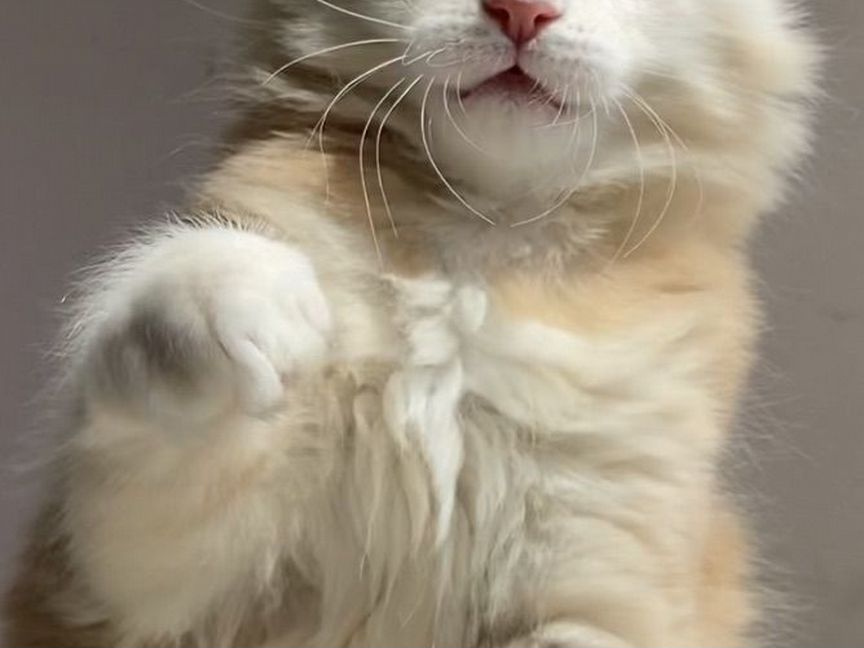 Котята мейн-кун