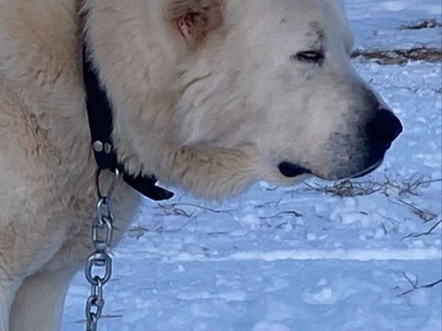 Собака алабай кобель бесплатно