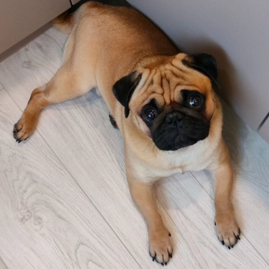 Кабель вязка мопс