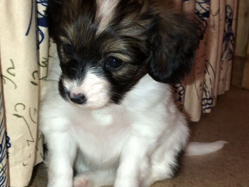 Девочка Фалена для Шоу