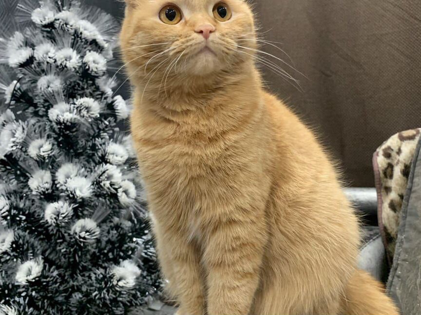 Шотландские вислоухие котята