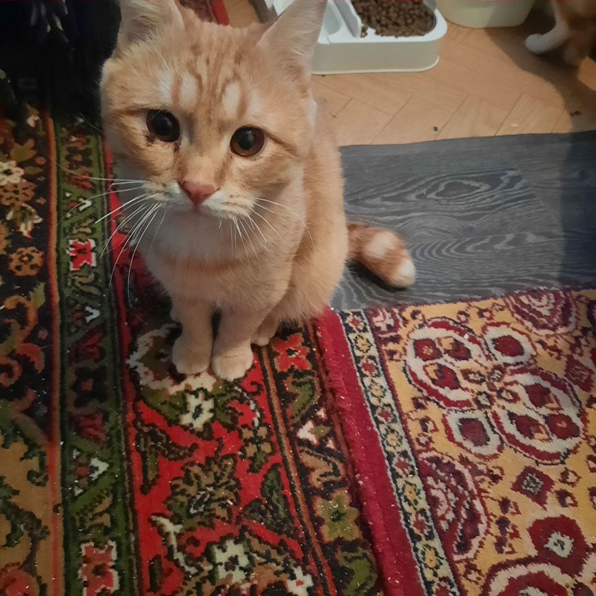 В добрые руки рыжий кот. Кастрирован