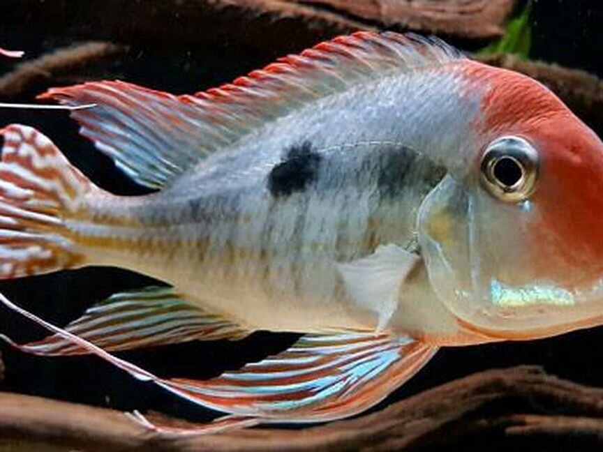 Геофагус красноголовый Тапажос