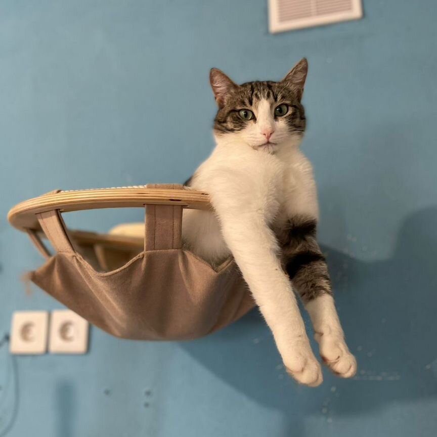 Молодой котик с умильной мордочкой