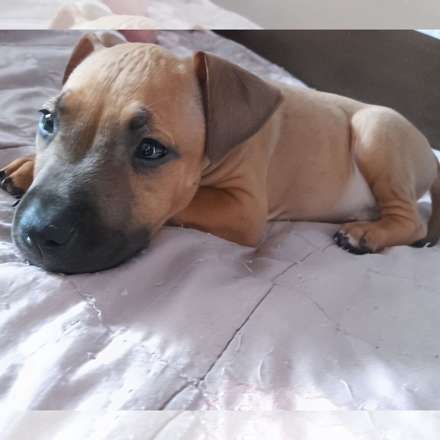 Американский питбультерьер, щенок