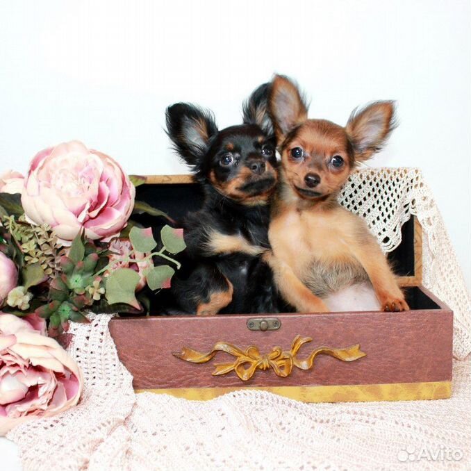 Крошки Хорошки