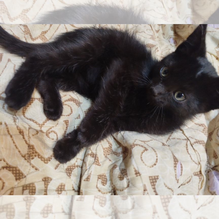 Черный котенок